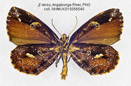 Papua Insects Foundation (Lepidoptera/Callidulidae/Agonis dymus)